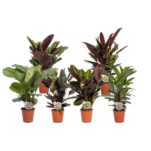 Kalateja Mix L17 Cm - Merkur.si