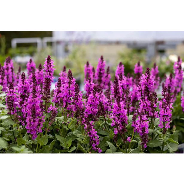 Trajnica Salvia L17 Cm - Merkur.si