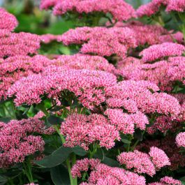 Homulica (sedum Telephium Herbstfreude) L17 Cm - Merkur.si