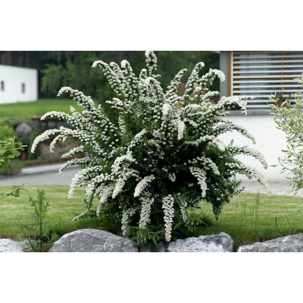 Cvetoča Grmovnica Medvejka Grefsheim L3.5 L - Merkur.si