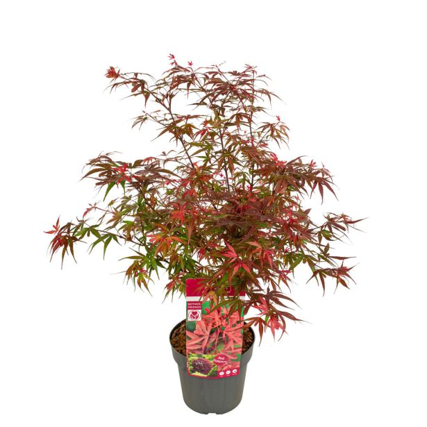 Javor Japonski Shaina L19 Cm - Merkur.si