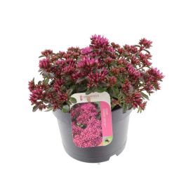 Homulica (sedum Spurium Deep Rose) L17 Cm - Merkur.si
