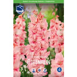 L Gladiola Adrenalin - Merkur.si