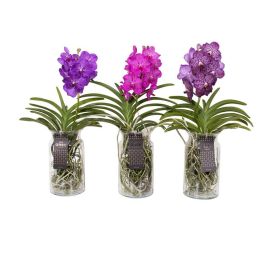 Orhideja Vanda Xl L15 Cm - Merkur.si