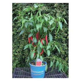 Plodovke Zelenjava S Plodovi Mix L23 Cm - Merkur.si